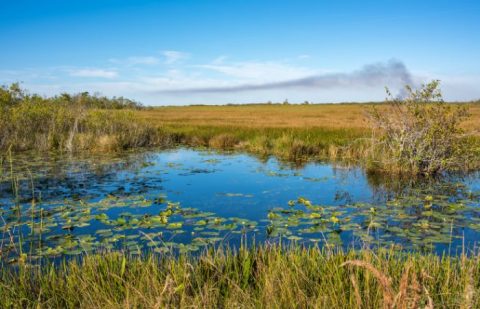 Top 15 Things Florida is Known For & Famous For | Lyfepyle