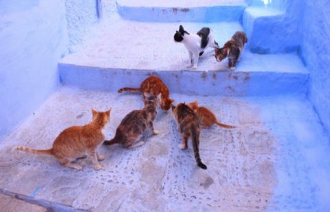 Top 27 Things Morocco is Known For & Famous For | Lyfepyle