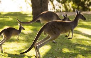 Top 12 Things Perth is Known For | Lyfepyle