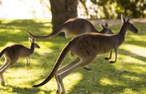 Top 12 Things Perth is Known For | Lyfepyle