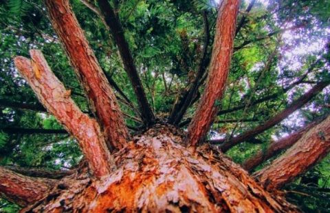 Top 42 Things California is Known For & Famous For | Lyfepyle