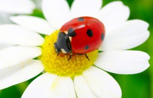 Top 35 Things Delaware is Known For & Famous For | Lyfepyle