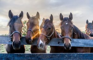 Top 20 Things Kentucky is Known For & Famous For | Lyfepyle