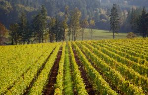 Top 21 Things Oregon is Known For & Famous For | Lyfepyle