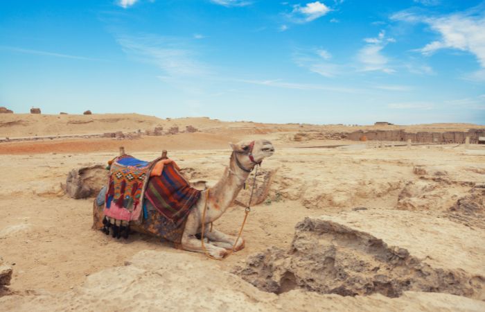 Top 21 Things Cairo is Known For & Famous For | Lyfepyle