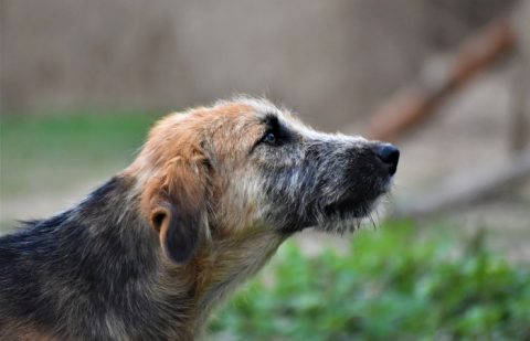 Top 36 Things Wales is Known For & Famous For • Lyfepyle