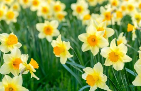 Top 36 Things Wales is Known For & Famous For • Lyfepyle