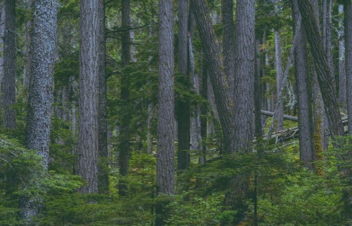 Top 31 Things British Columbia is Known For | Lyfepyle