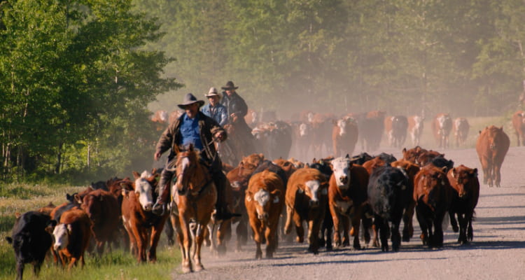 43 Amazing Things Texas is Known For | Lyfepyle