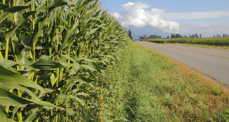 Top 20 Things Chilliwack is Known For | Lyfepyle