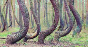 20 Enchanted Forests for a Tranquil Retreat Around the World | Lyfepyle